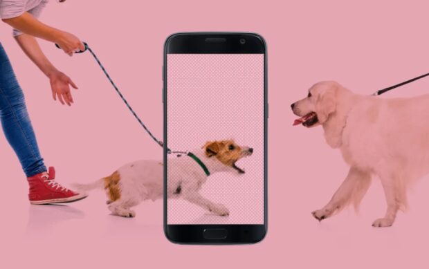7 Apps And Gadgets To Help You Manage Your Dog At Home - Comeau Computing